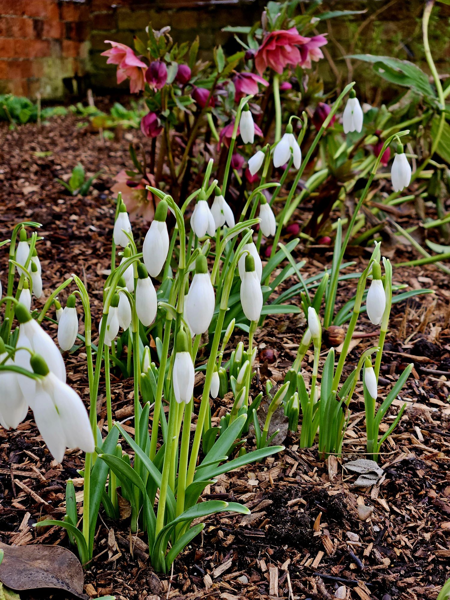 snowdrop care – Snowdrop Garden