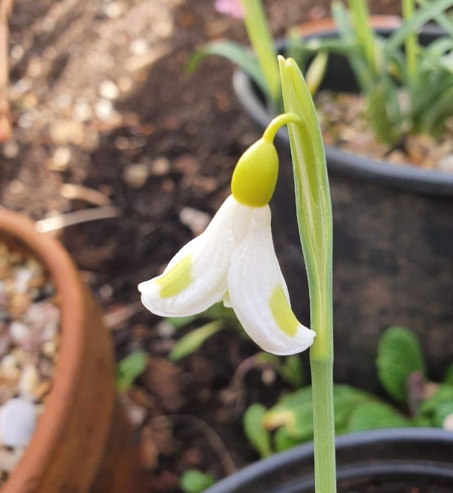 Record-Breaking Snowdrops – Snowdrop Garden