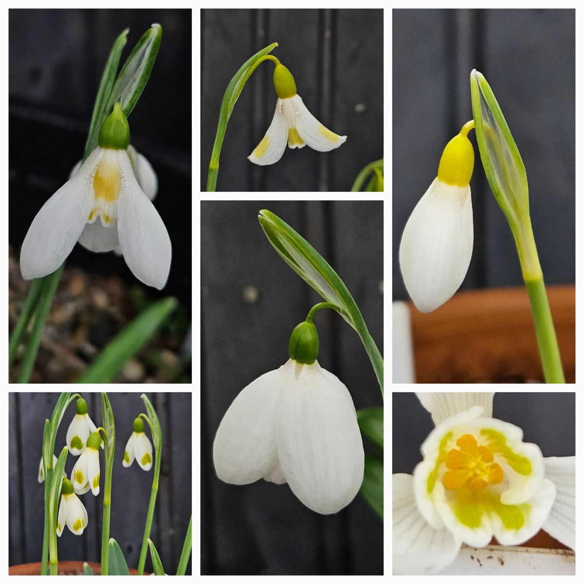 Snowdrop Varieties – Snowdrop Garden
