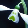 Guide to Buying Rare Snowdrops – Snowdrop Garden