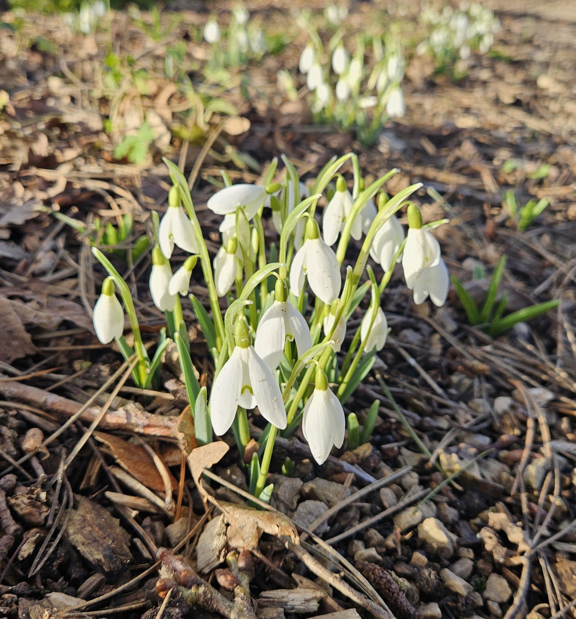 Ashwood Nurseries – Snowdrop Garden
