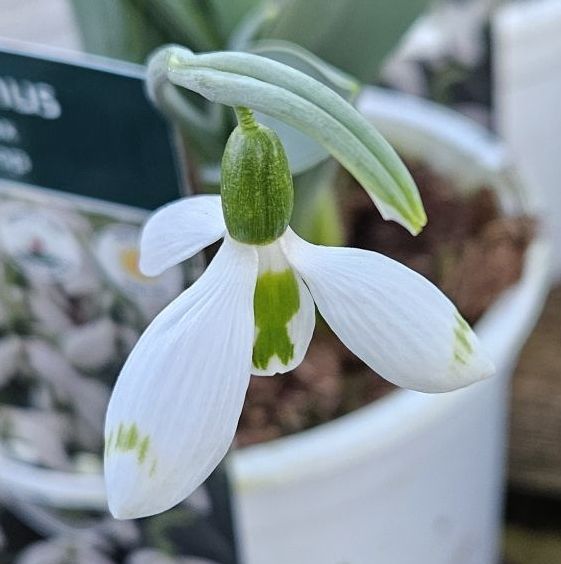 Snowdrop Galanthus ‘Snow Fox’ – Snowdrop Garden