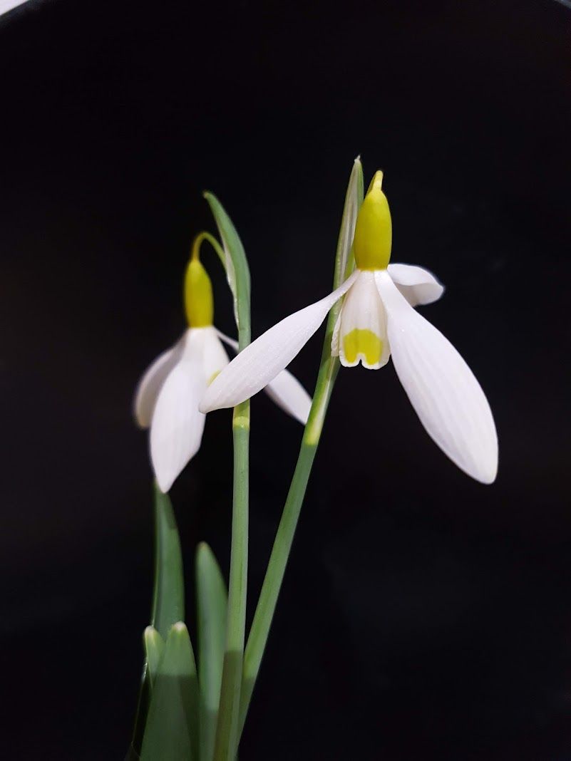 Dryad Nursery – Snowdrop Garden