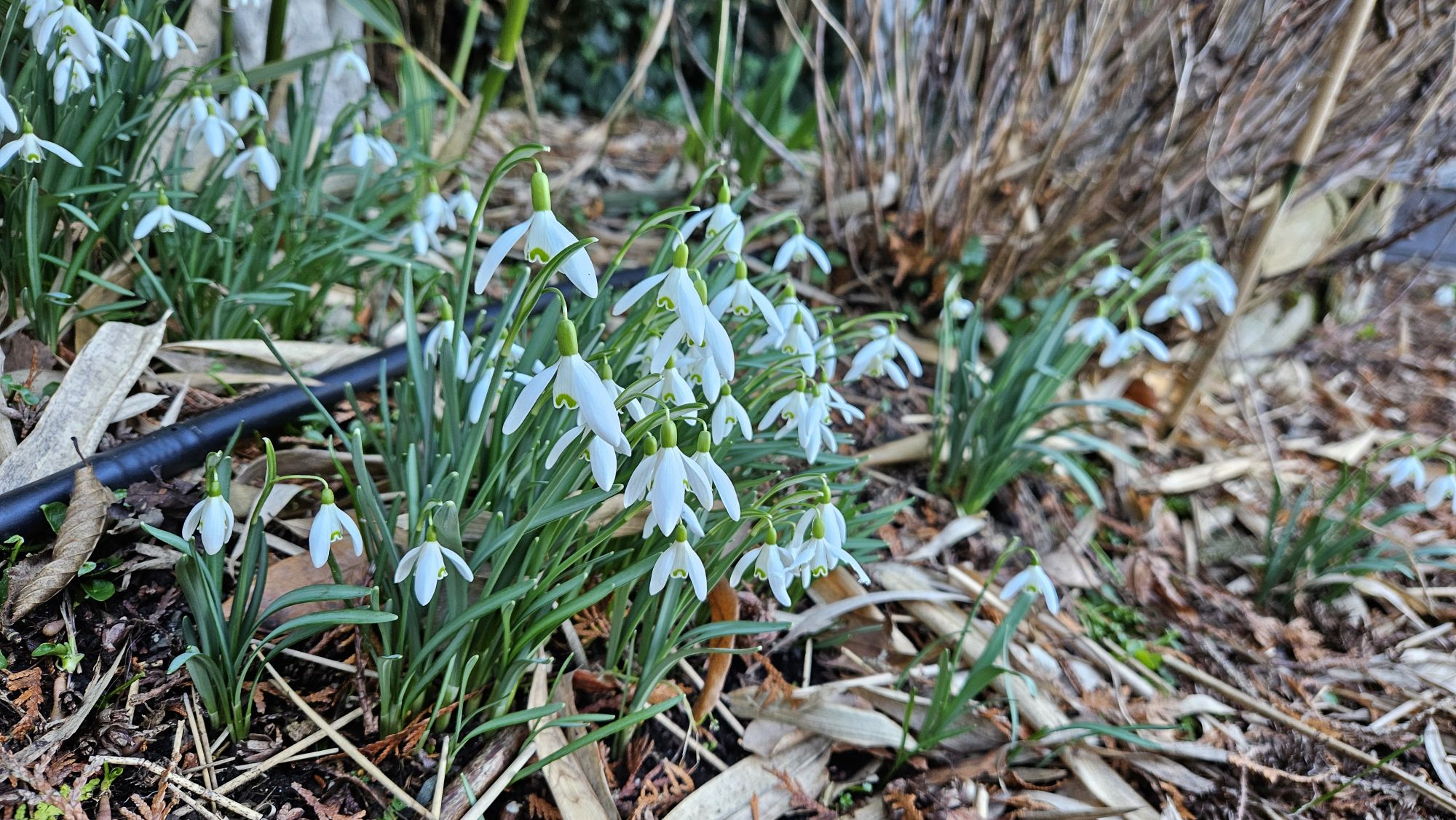 What to Do with Snowdrops After Flowering: 6 Steps – Snowdrop Garden