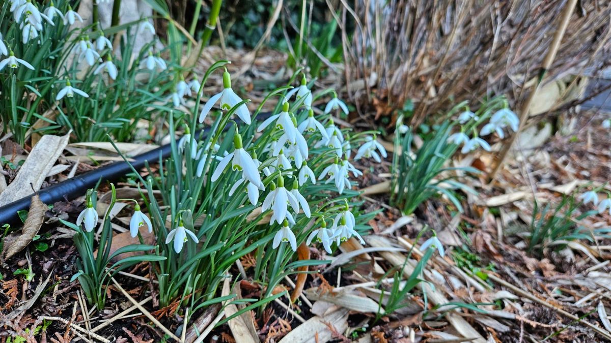 What to Do with Snowdrops After Flowering: 6 Steps – Snowdrop Garden