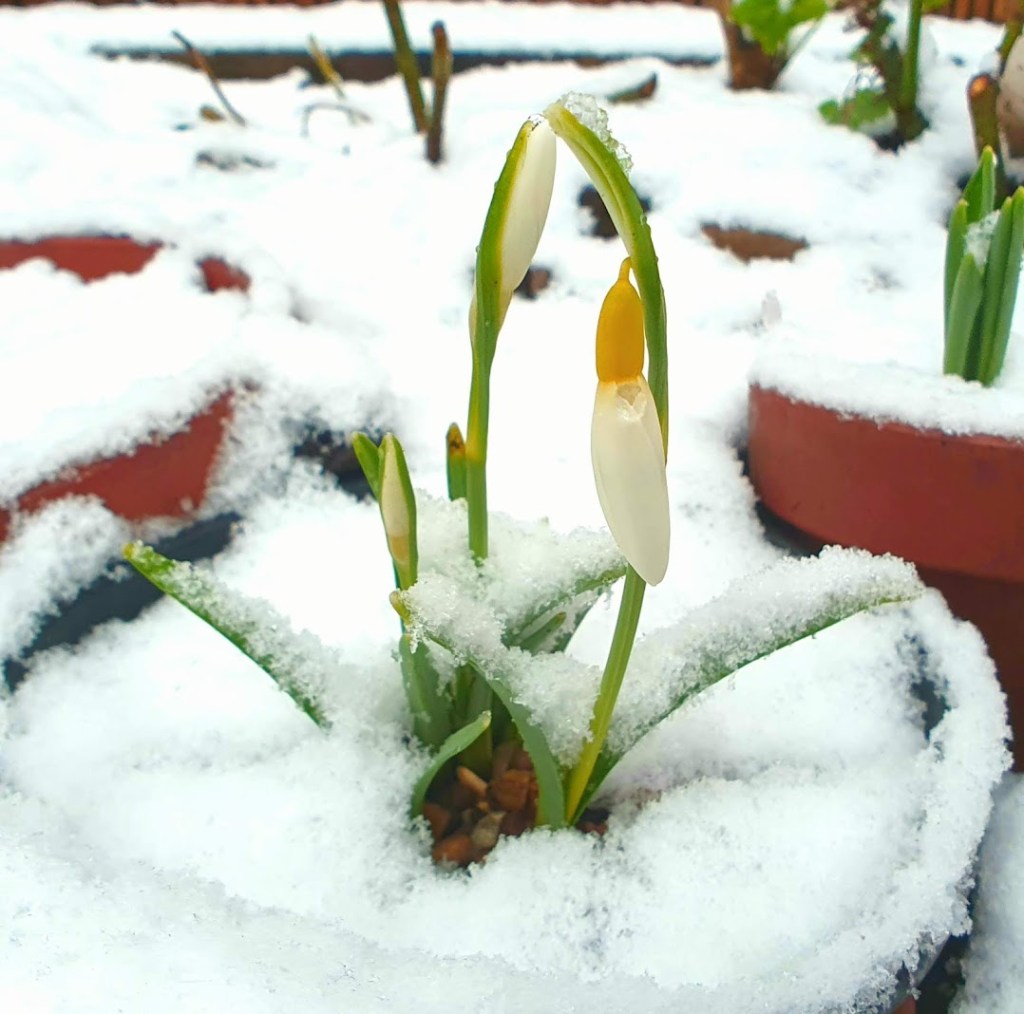 Early Snowdrops: Which Galanthus Flower First – Snowdrop Garden